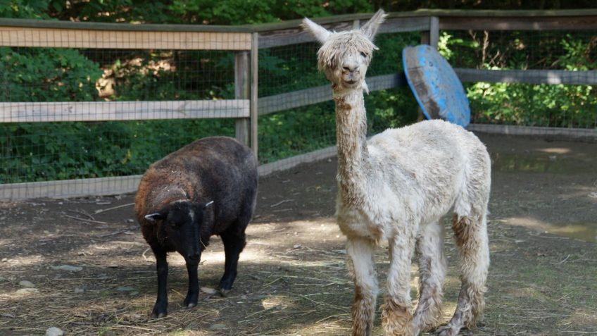 alpaca-and-sheep - Camp Young Judaea Sprout Lake